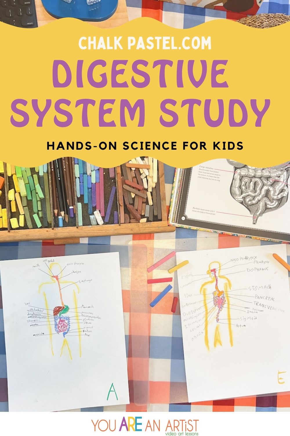 Digestive System Study: Hands-On Science For Kids - You ARE an ARTiST!