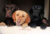 Learning About Dogs: Kids Will Love These Activities! - You ARE an ARTiST!